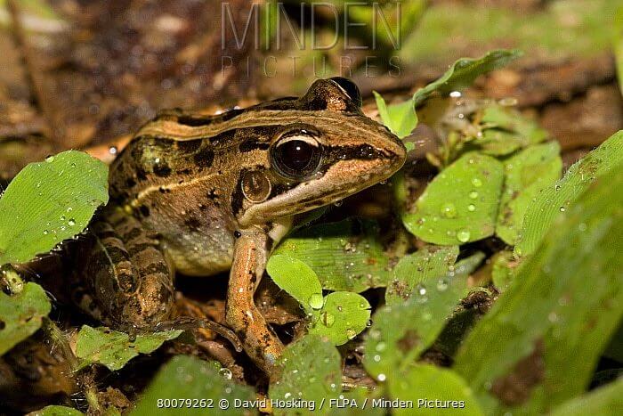 Three Unclean Spirits Like Frogs Symbolize End Time News